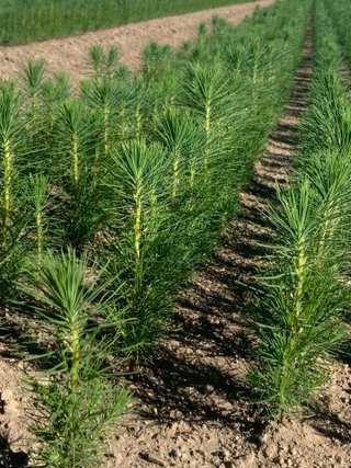 HOME - Suppliers of Radiata Pine planting stock