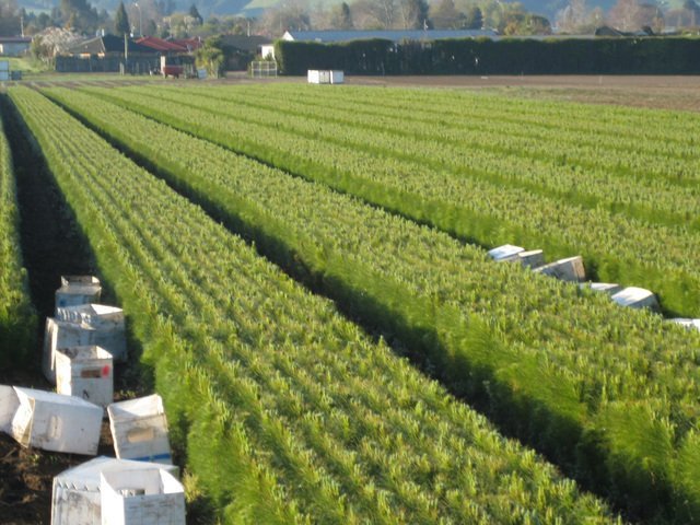 HOME - Suppliers of Radiata Pine planting stock